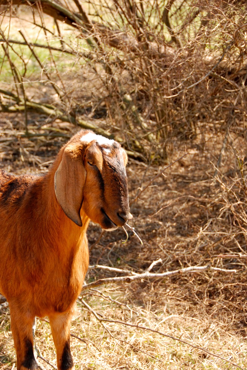 A visit to Honeymoon Farm – Emily Jacobi